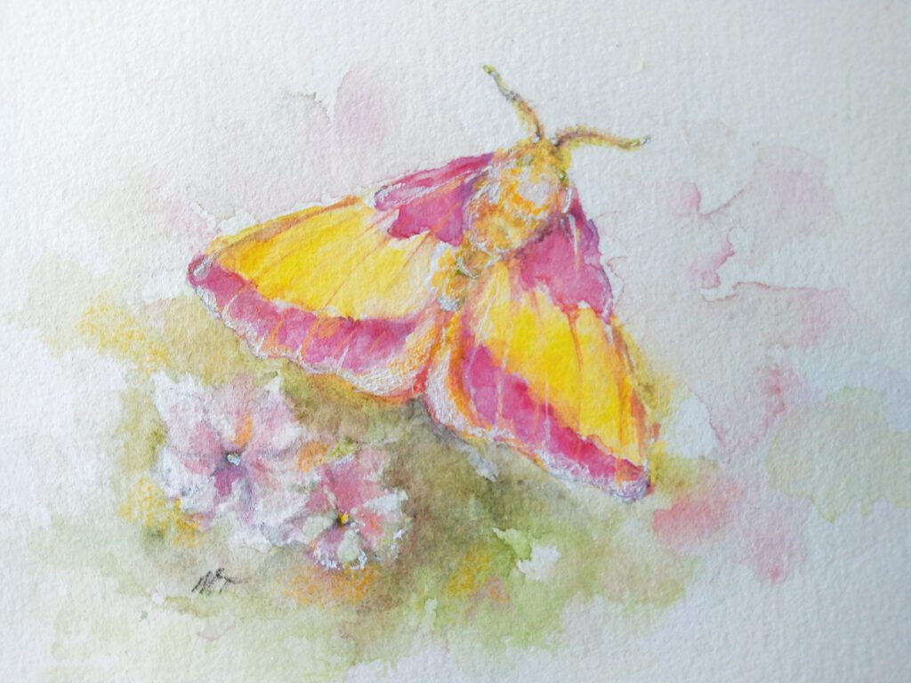 Moths: Dancing in the Dark » I Love Inspire(d)