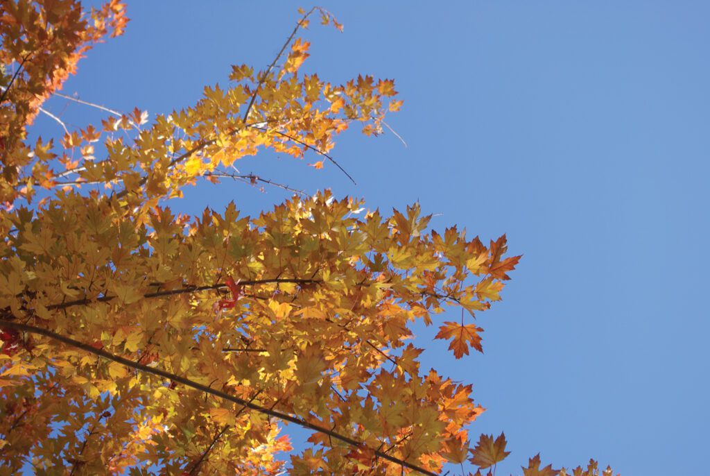 Fall 2024 Inspire(d) Editor's Letter » I Love Inspire(d)